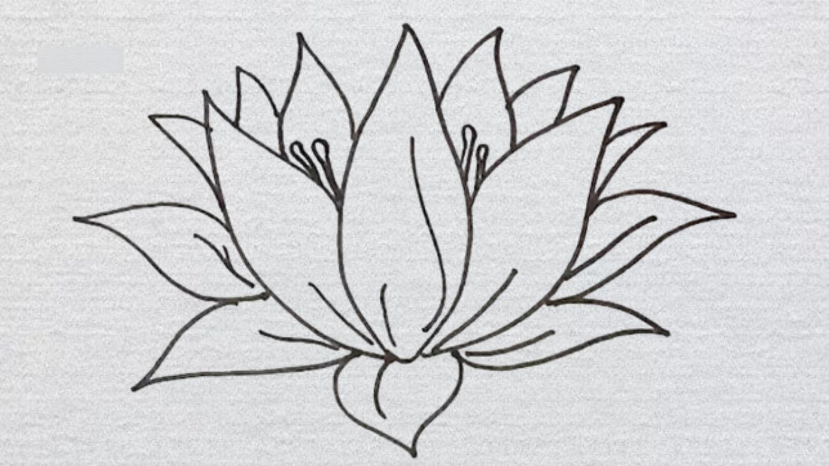 Vẽ hoa sen: 20 cách vẽ đẹp, đơn giản dễ dàng thực hiện